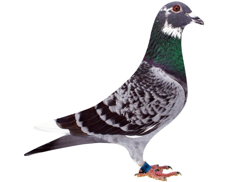 Wissenswertes über Brieftauben - RV Flensburg